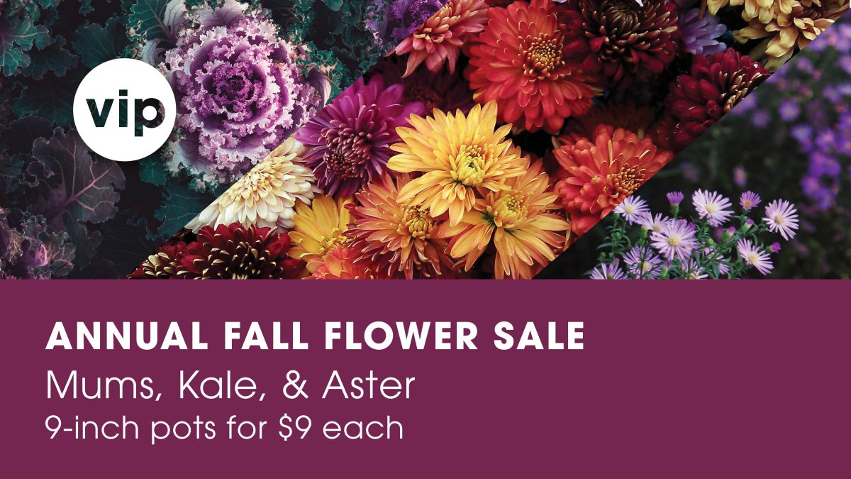 Fall Flower Sale 2025 - VIP